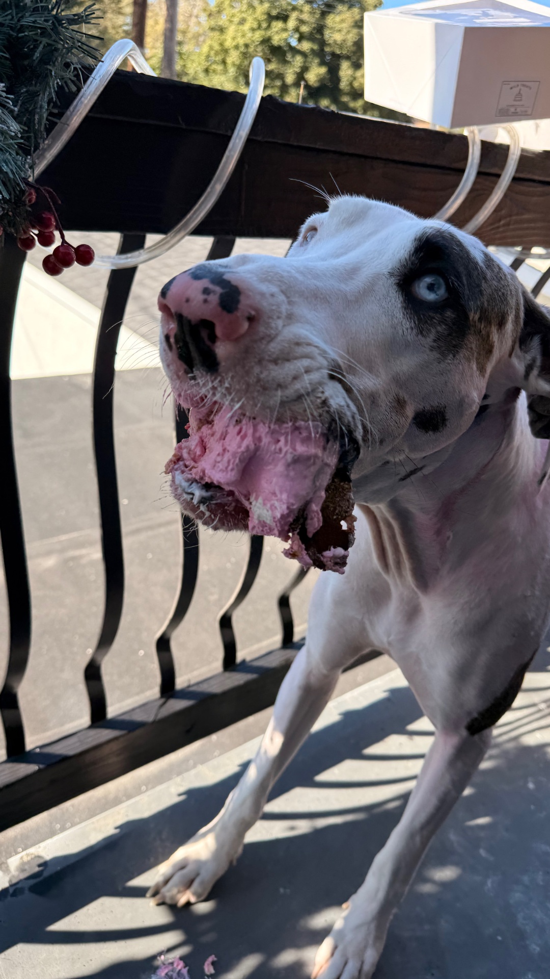 Goodest - Great Dane Rescue